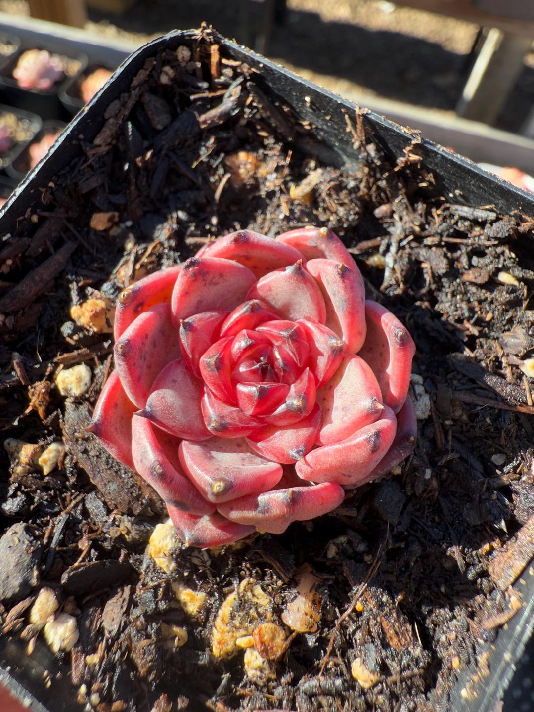 Echeveria Starlight Rare Succulent Live Plant Live Succulent Cactus - Etsy