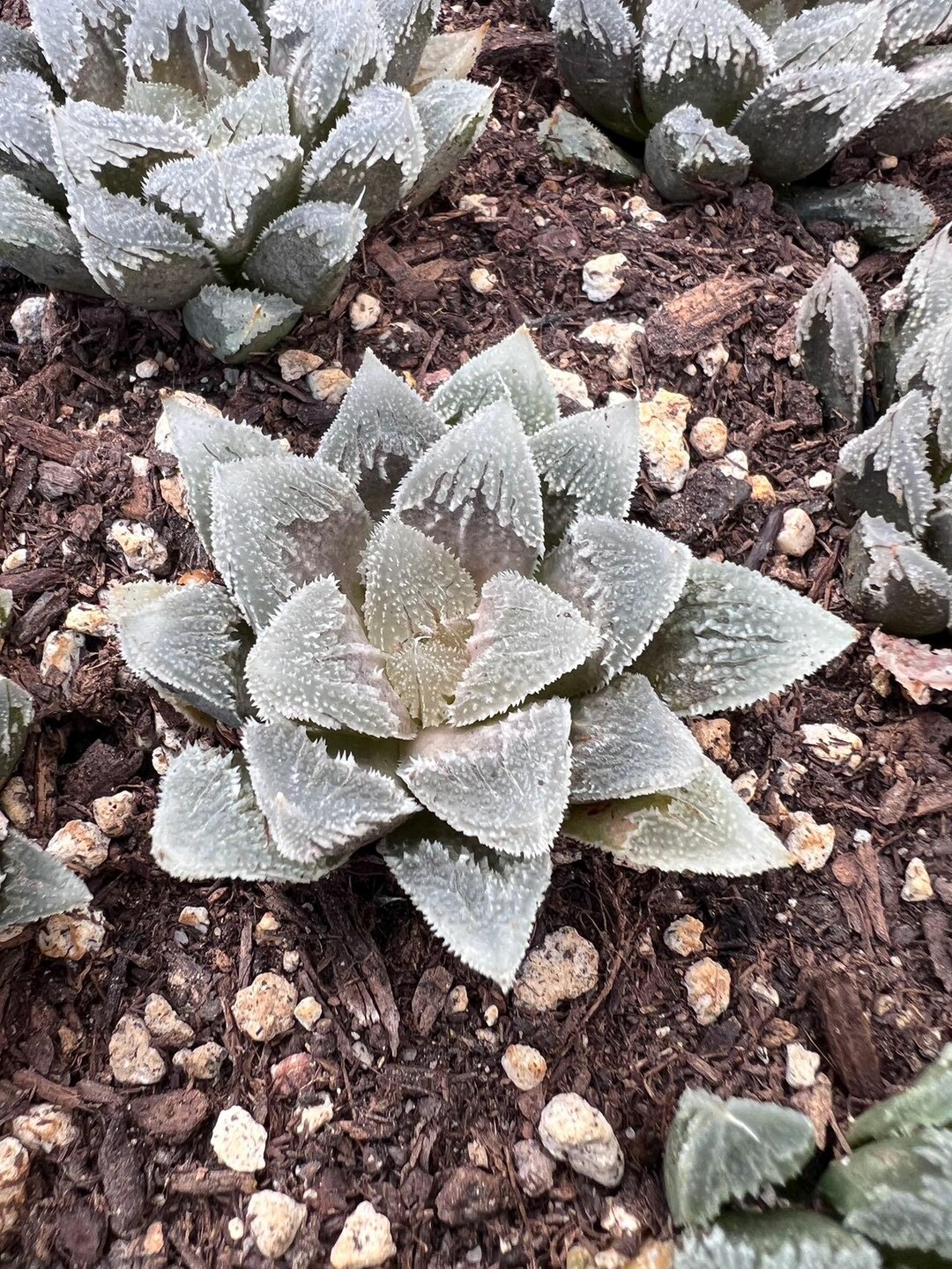 Hawothia Obtuse Hakuteijyo Rare Succulent Live Plant Live Succulent ...