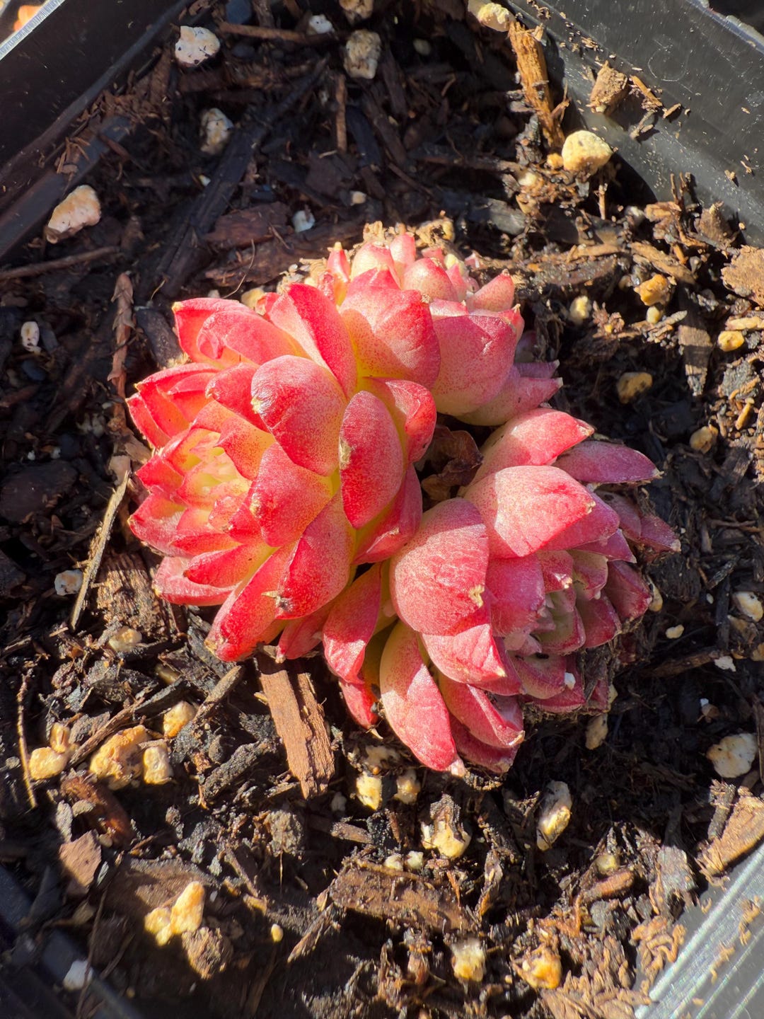 Echeveria Little Red Lips Rare Succulent Live Plant Live Succulent ...