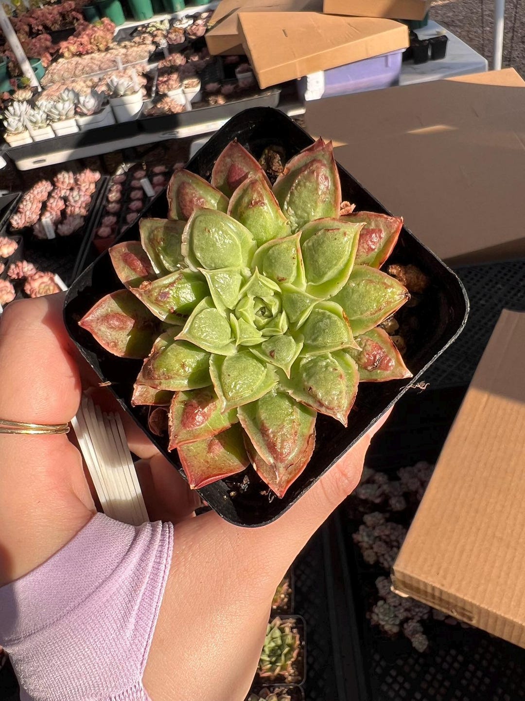 Echeveria Longissima Caruncle Rare Succulent Imported From Korea Live ...