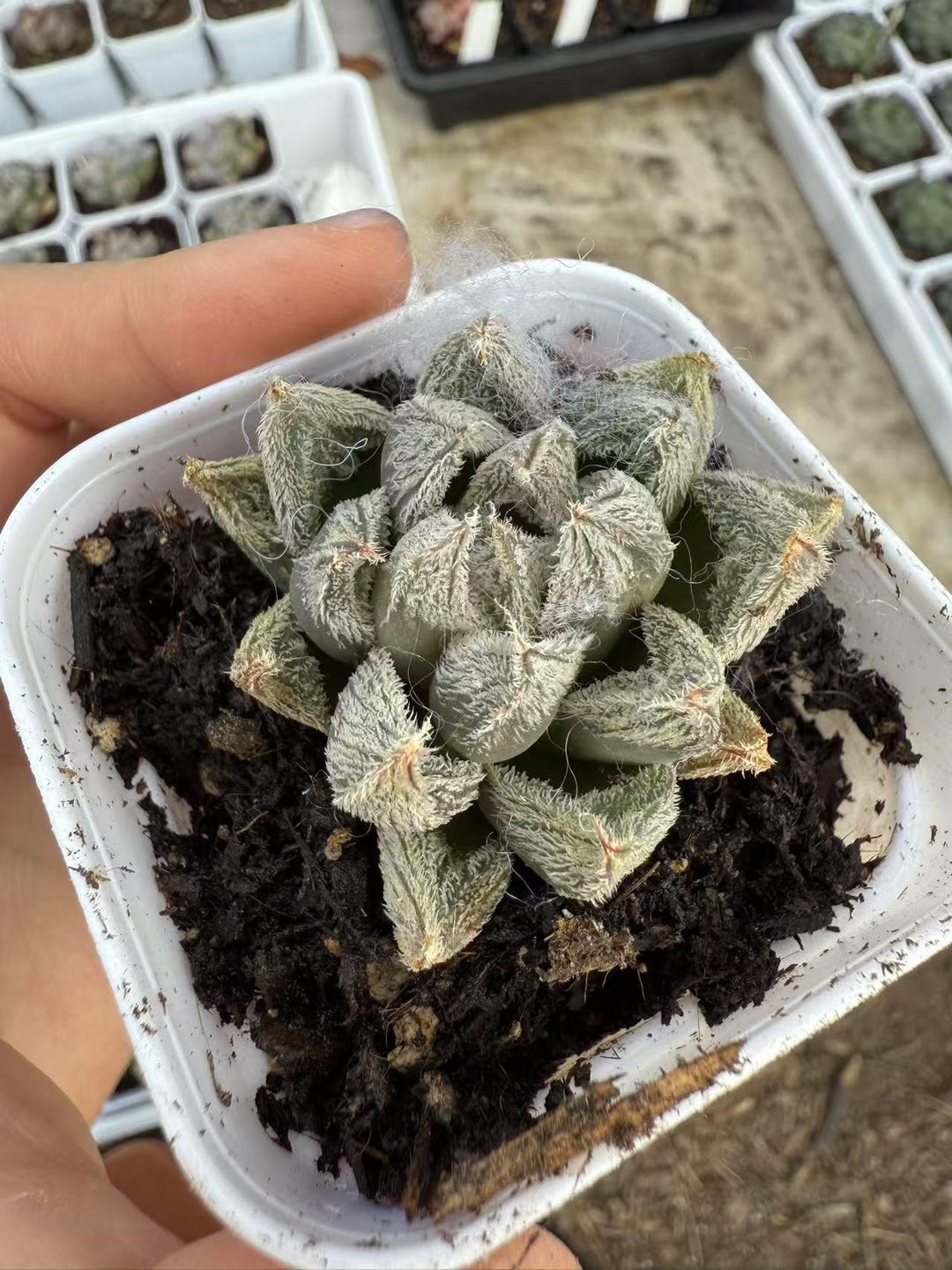 Haworthia White Fox Rare Succulent Live Plant Live Succulent Cactus - Etsy