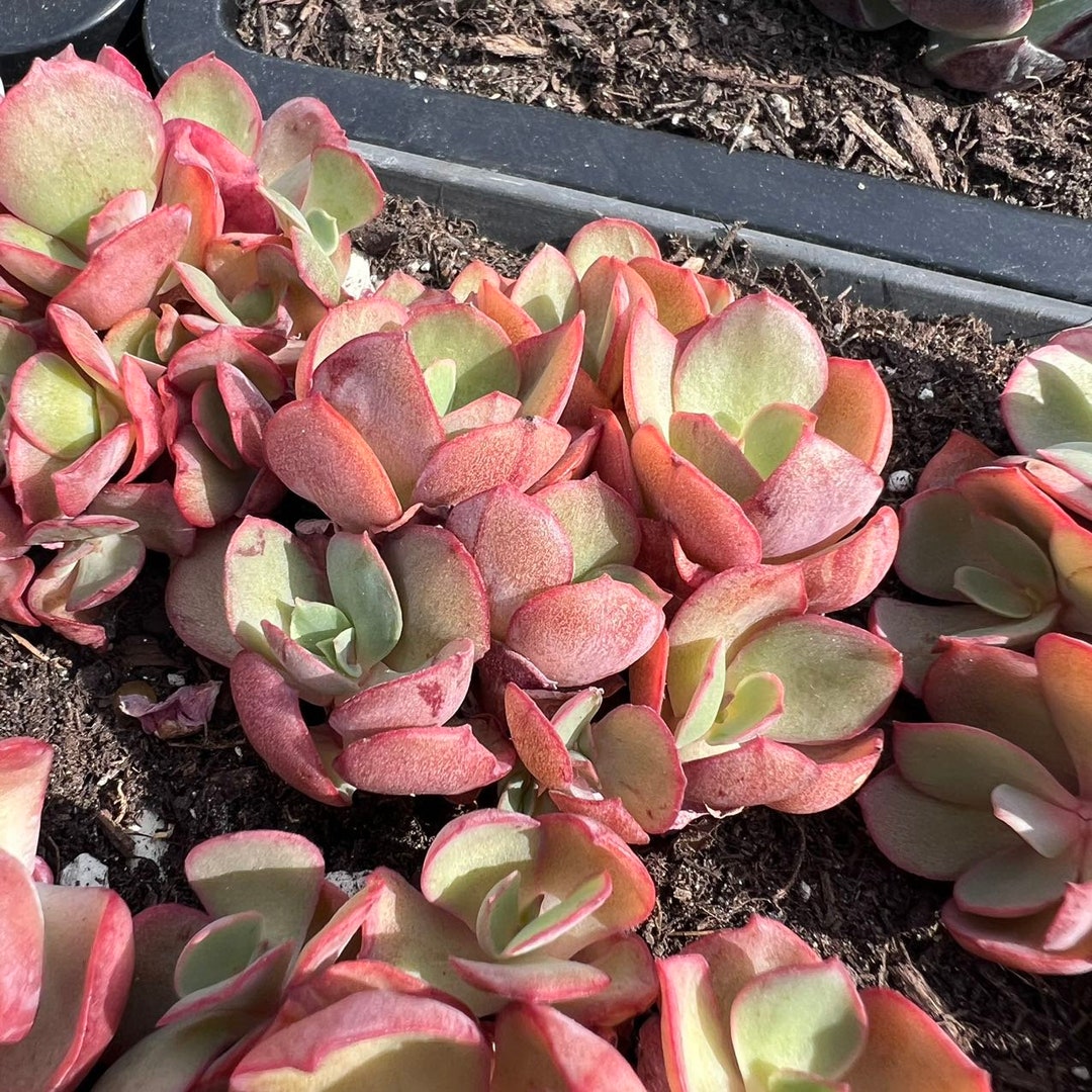 Echeveria Suyon Rare Succulent Live Plant Live Succulent Cactus - Etsy