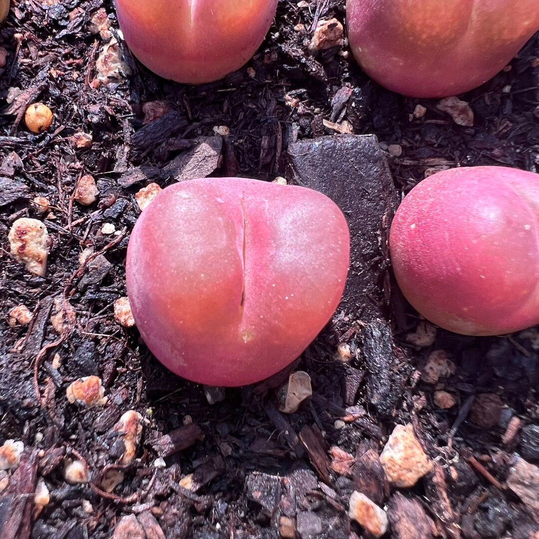 Conophytum Maughanii Cherry Rare Succulent Imported From Korea Live ...