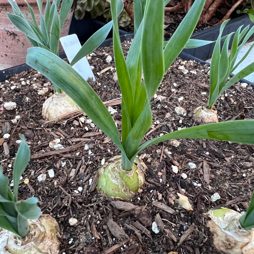 Albuca Namaquensis Rare Succulent Imported From Korea Live Plant Live ...