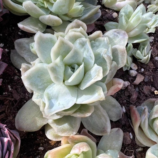 Rare Succulent - Etsy