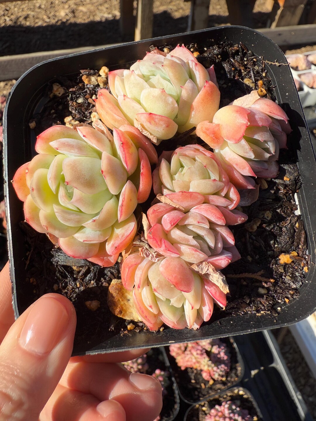 Echeveria Twin Berry Rare Succulent Live Plant Live Succulent Cactus - Etsy