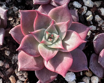 Echeveria Red Knight Rare Succulent Live Plant Live Succulent Cactus - Etsy