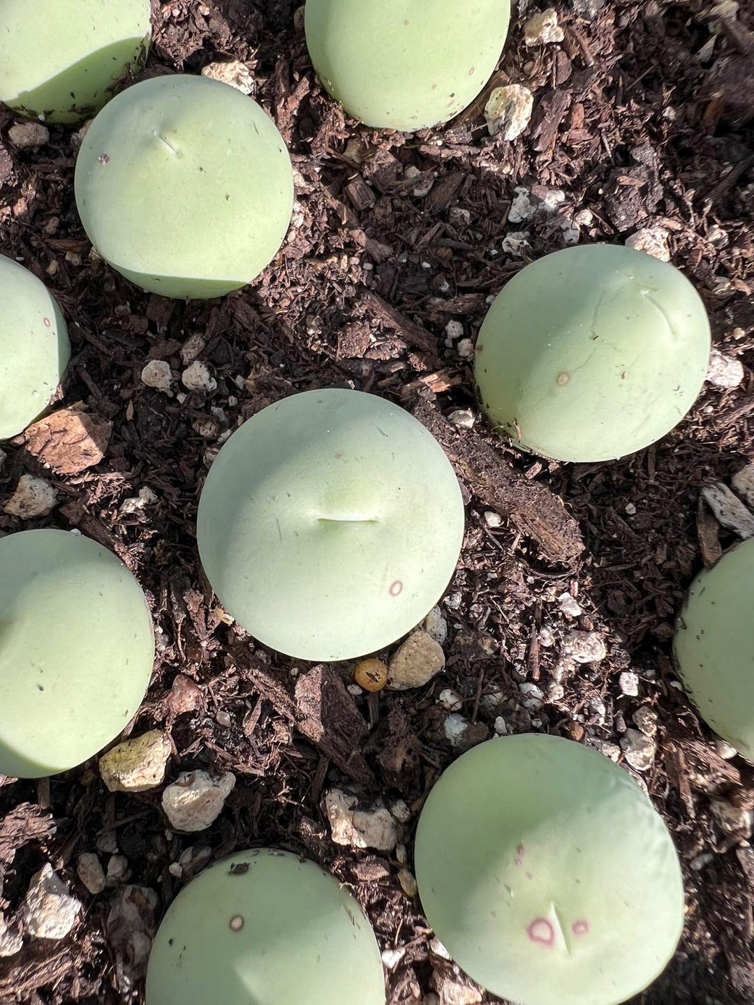 Conophytum Calculus Rare Succulent Live Plant Live Succulent Cactus - Etsy