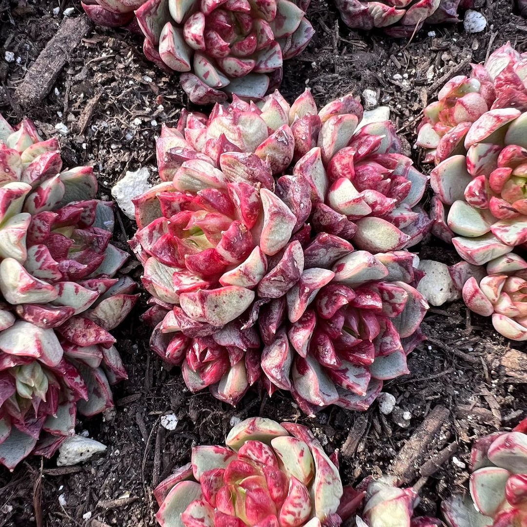 Echeveria Firework Sunflower Rare Succulent Live Plant Live Succulent ...