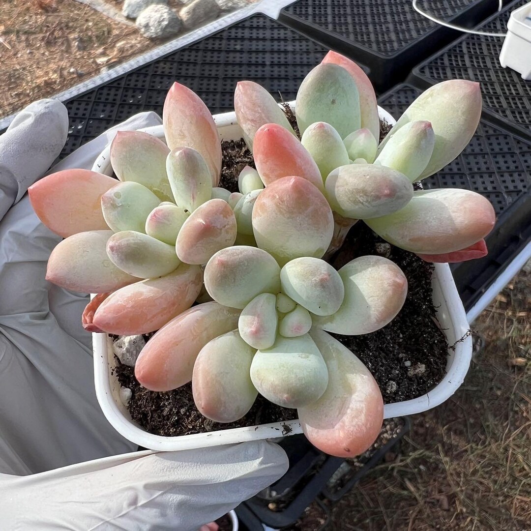 Echeveria Perfume Rare Succulent Imported From Korea Live Plant Live ...