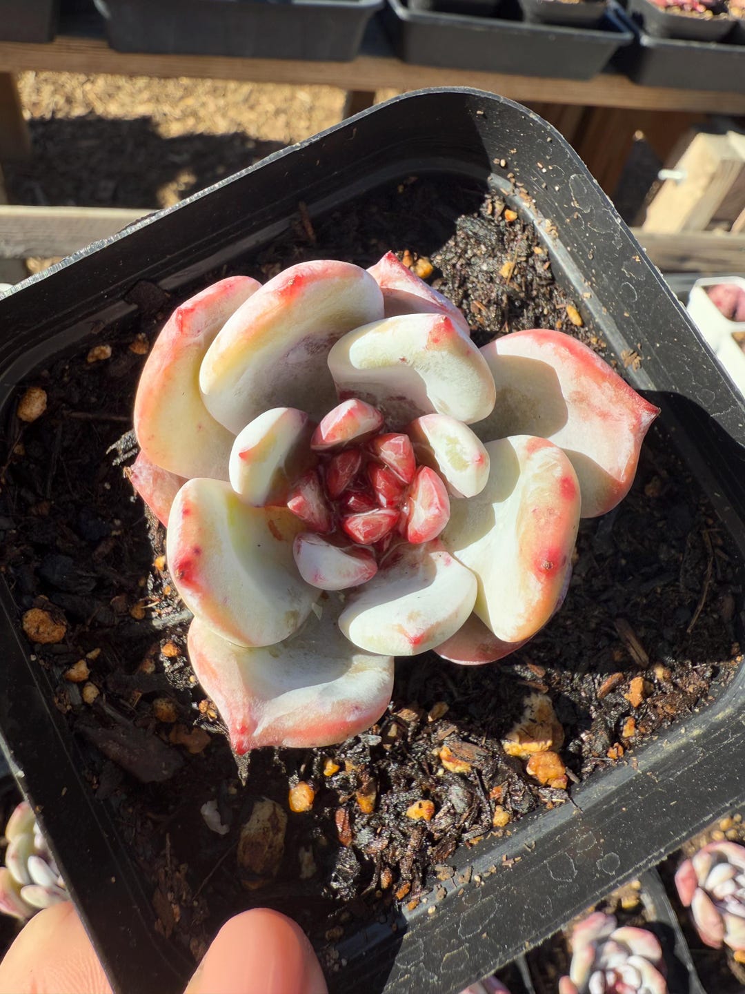 Echeveria Snow Angel Rare Succulent Live Plant Live Succulent Cactus - Etsy
