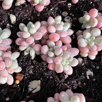 CactusCatSucculents - Etsy