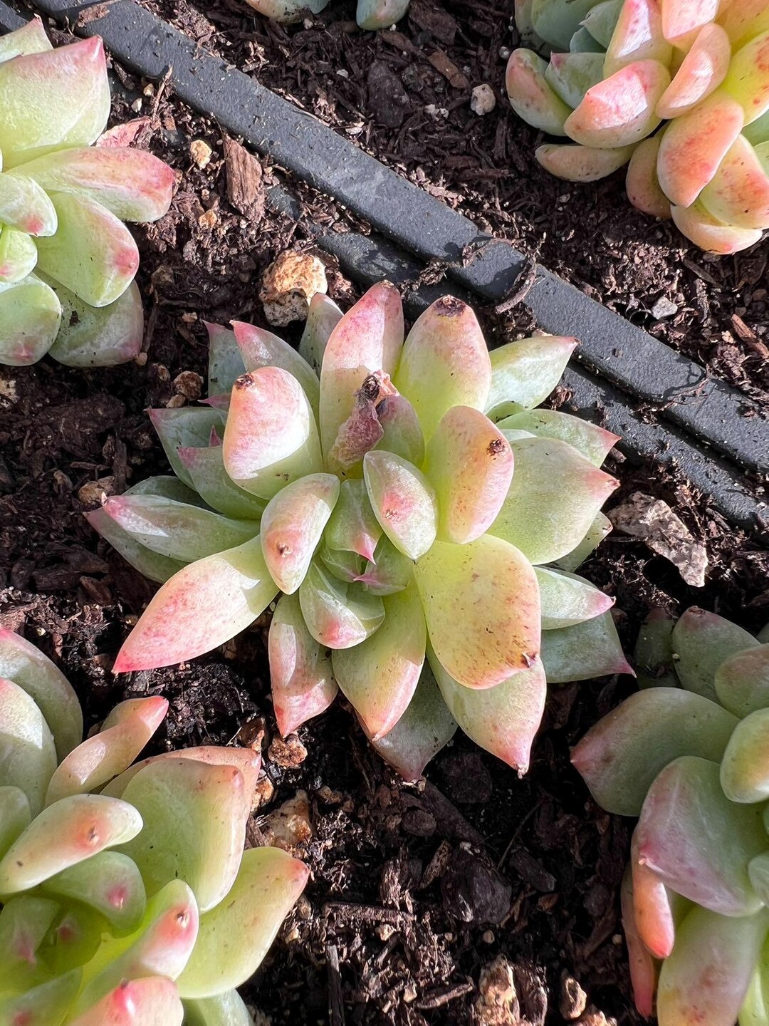 Echeveria White Ratam Rare Succulent Live Plant Live Succulent Cactus ...