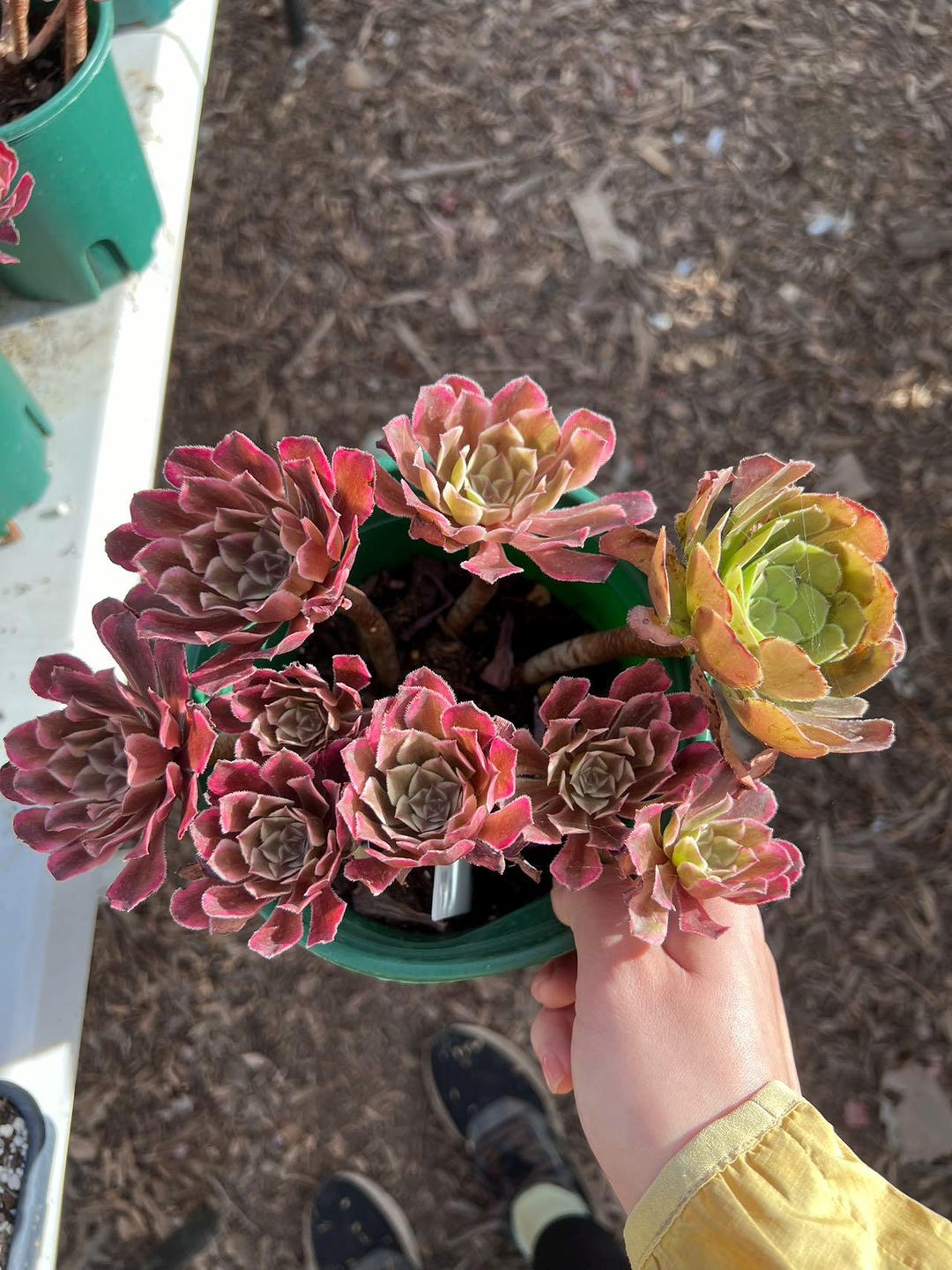 Aeonium Lang Xian Rare Succulent Imported From Korea Live Plant Live ...
