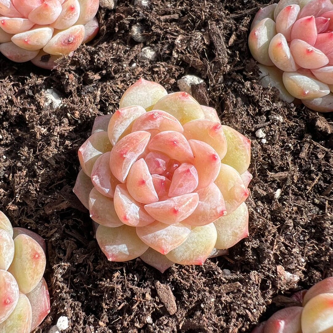 Echeveria Icy Grape Rare Succulent Live Plant Live Succulent Cactus - Etsy