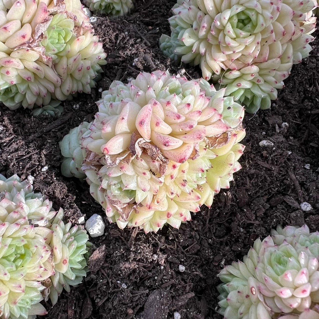 Echeveria Chantelle Rare Succulent Live Plant Live Succulent Cactus - Etsy