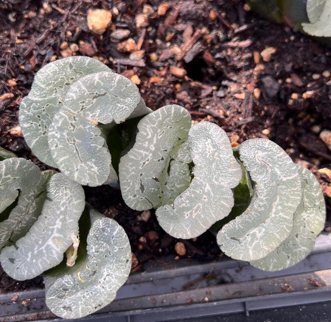 Hawothia Ohnawa big Rope Rare Succulent Live Plant Live Succulent ...