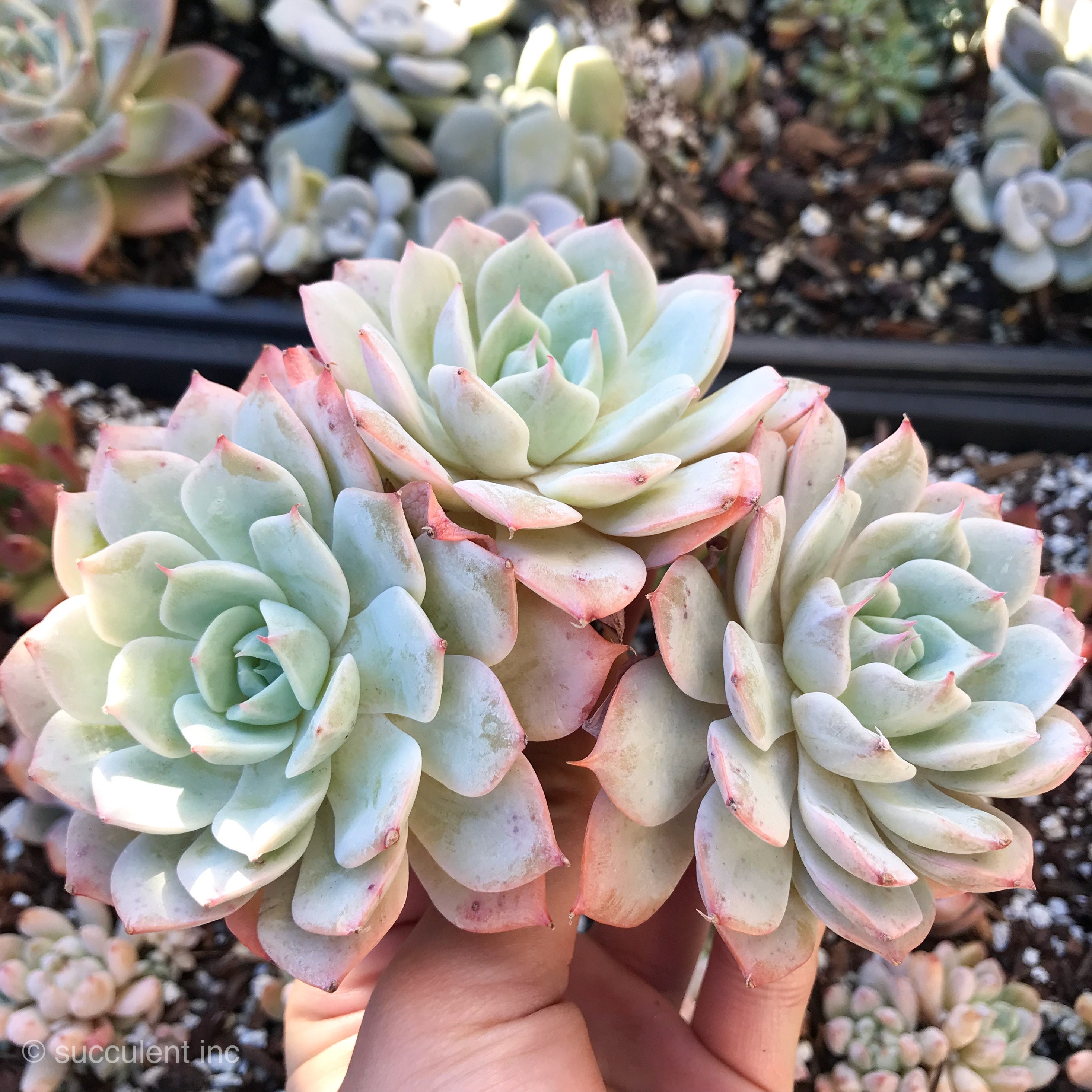 Plants Rare succulent Echeveria 'Deresina' Ferns, Grasses & Bamboo ...