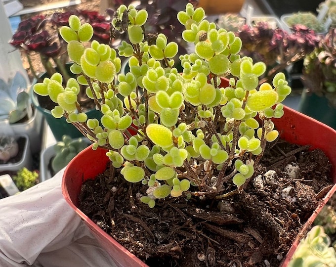 Drosanthemum Globosum Tangerine Candy Ball Rare Succulent Live Plant ...