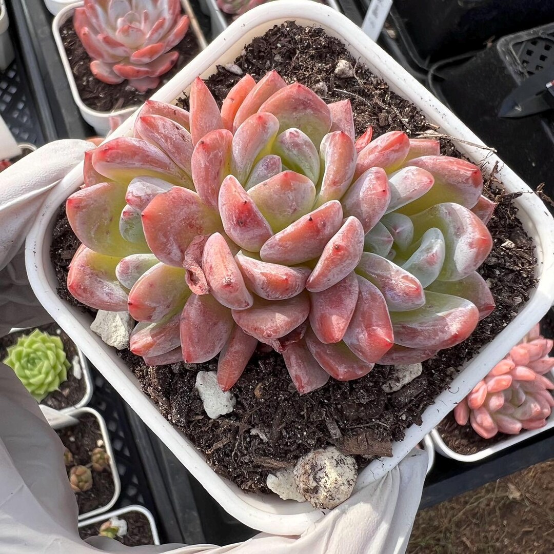 Echeveria Pink Angel Rare Succulent Live Plant Live Succulent Cactus - Etsy