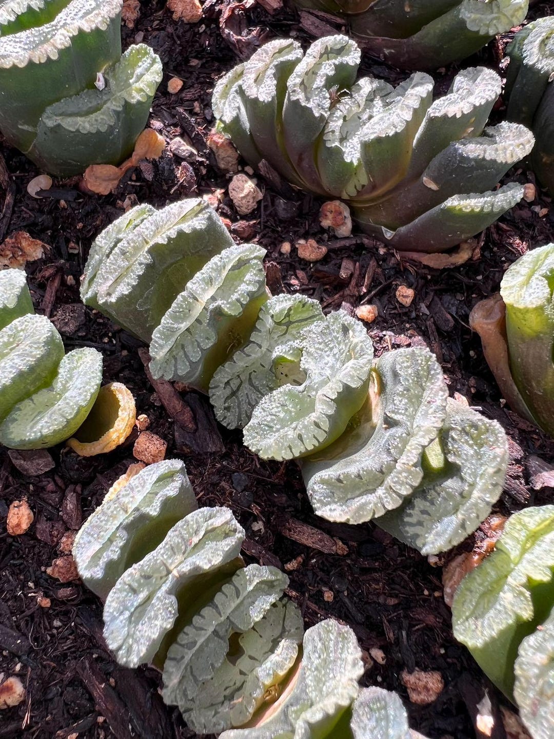 Haworthia Truncata Pirate Rare Succulent Live Plant Live Succulent ...