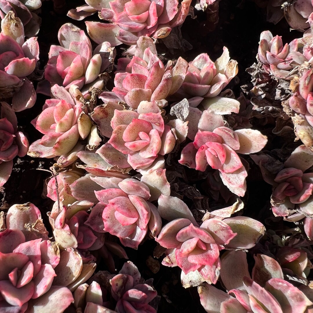 Echeveria Suyon Variegated Rare Succulent Live Plant Live Succulent ...