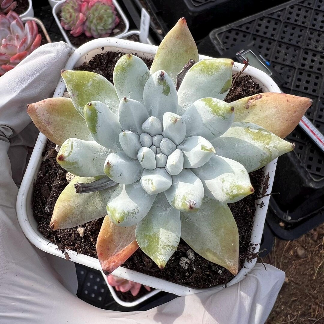 Dudleya Pachyphytum X Nubigena Rare Succulent Live Plant Live Succulent ...