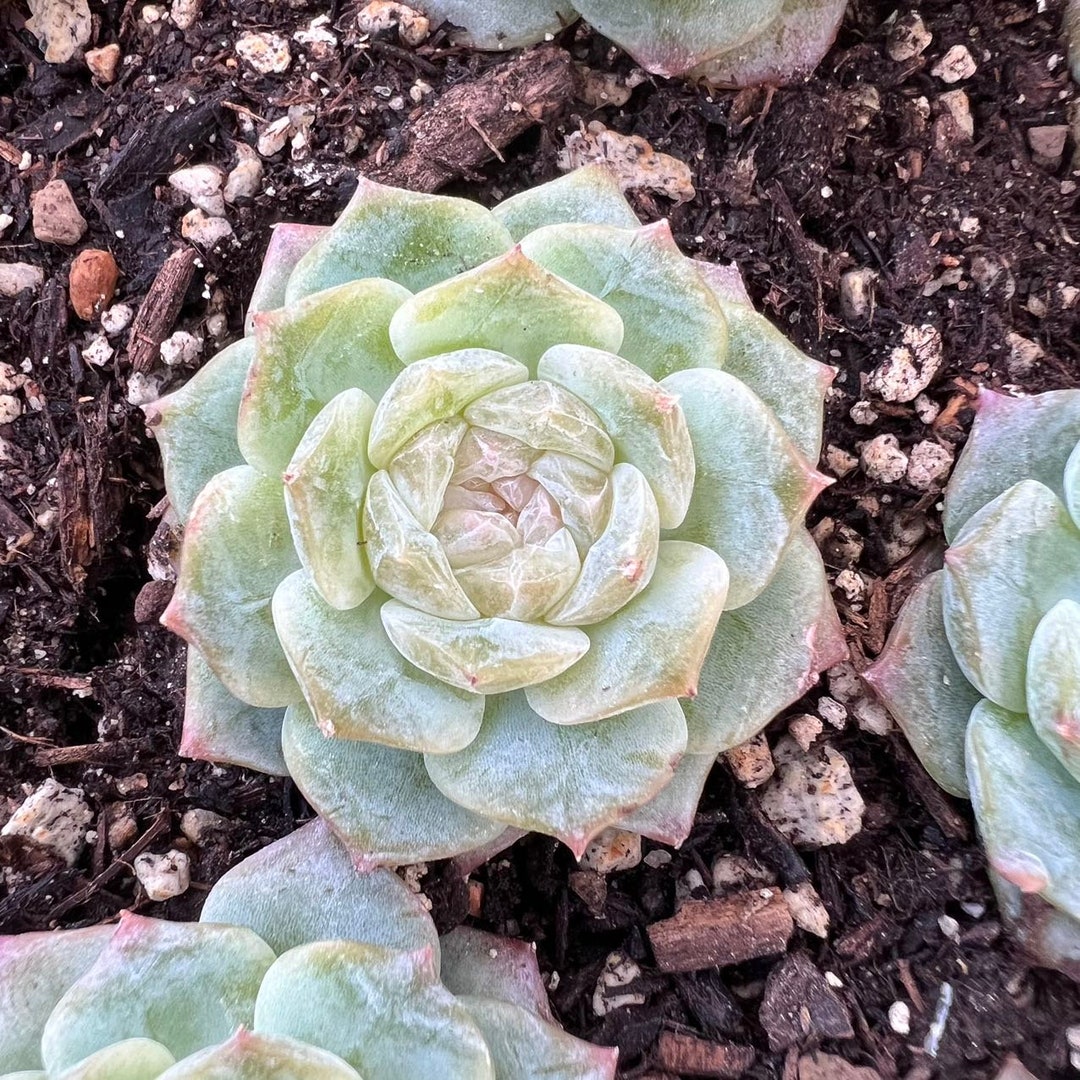 Echeveria Diamond Realm Rare Succulent Live Plant Live Succulent Cactus ...