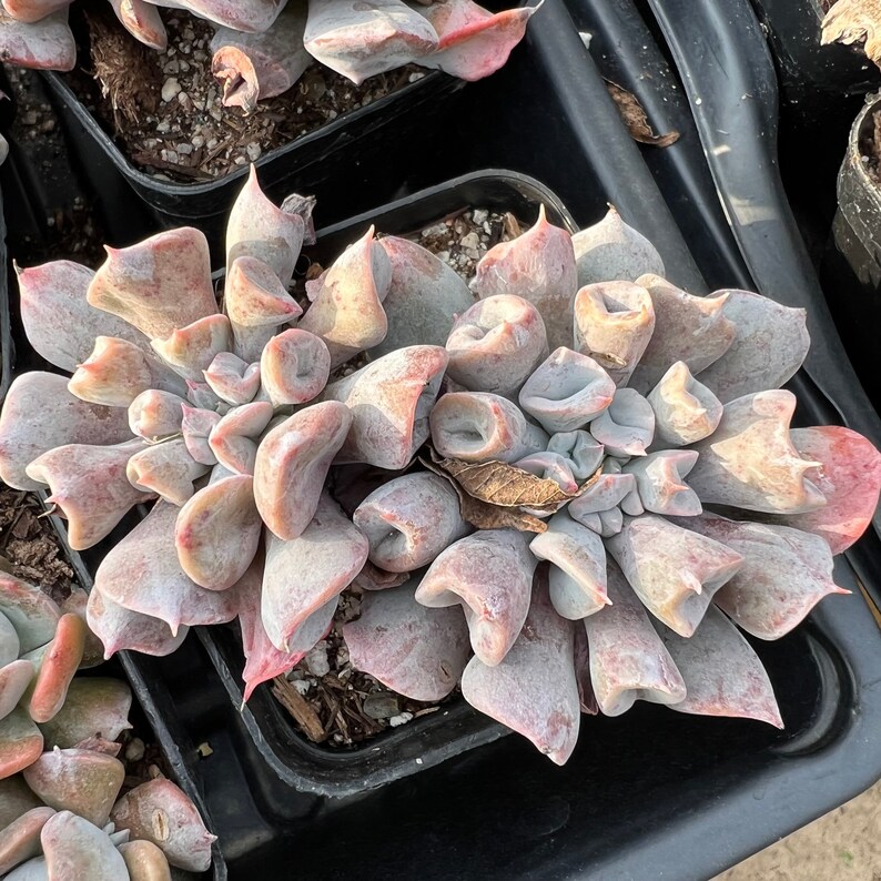 Echeveria Pig Nose 猪鼻子 Rare Succulent Imported From Korea Live - Etsy UK