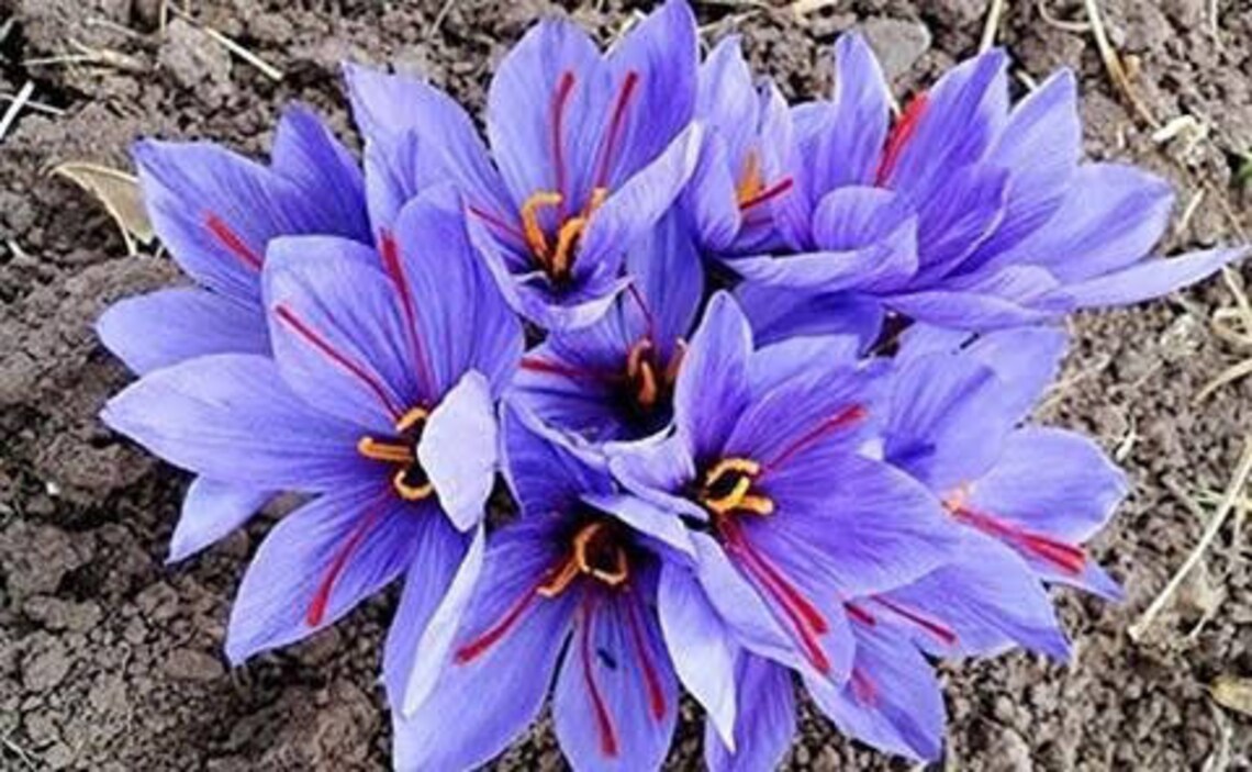 Zaran Saffron, (10 Grams) Superior Saffron Threads (premium Grade) All ...