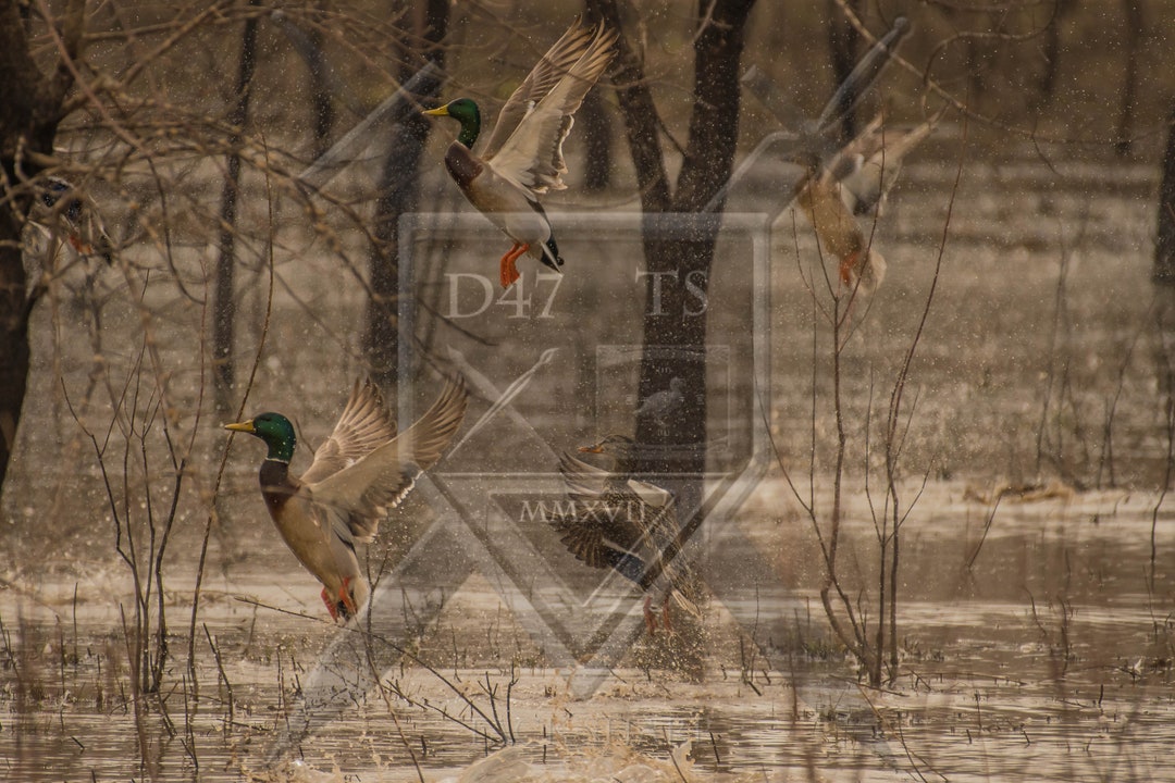 Original Wildlife Photography Captured in Natural Setting Rendering an ...