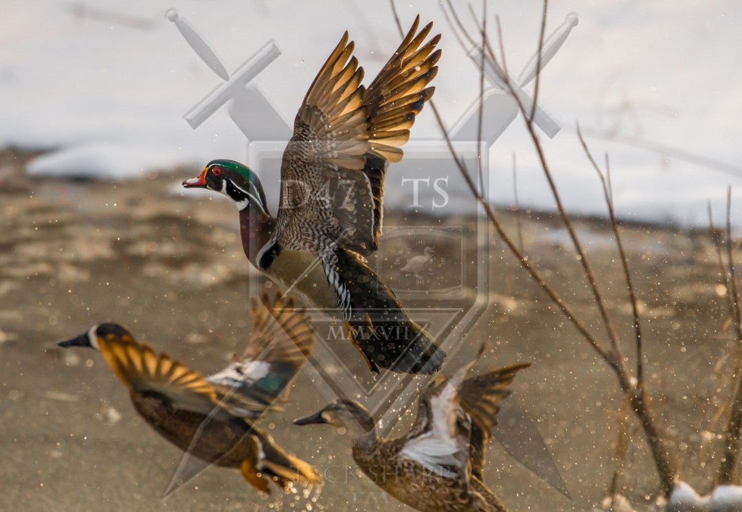 Original Wildlife Photography Captured in Natural Setting Rendering an ...