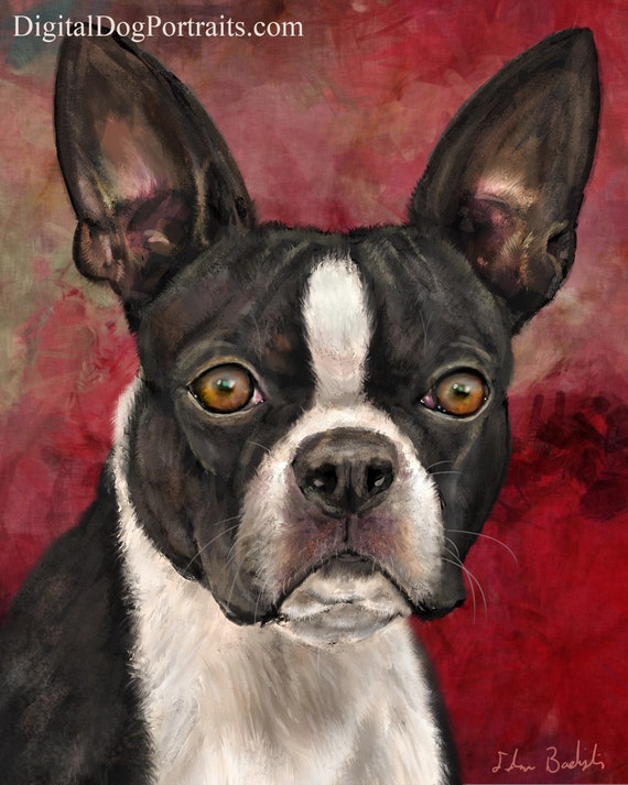 Boston Terrier Art Etsy