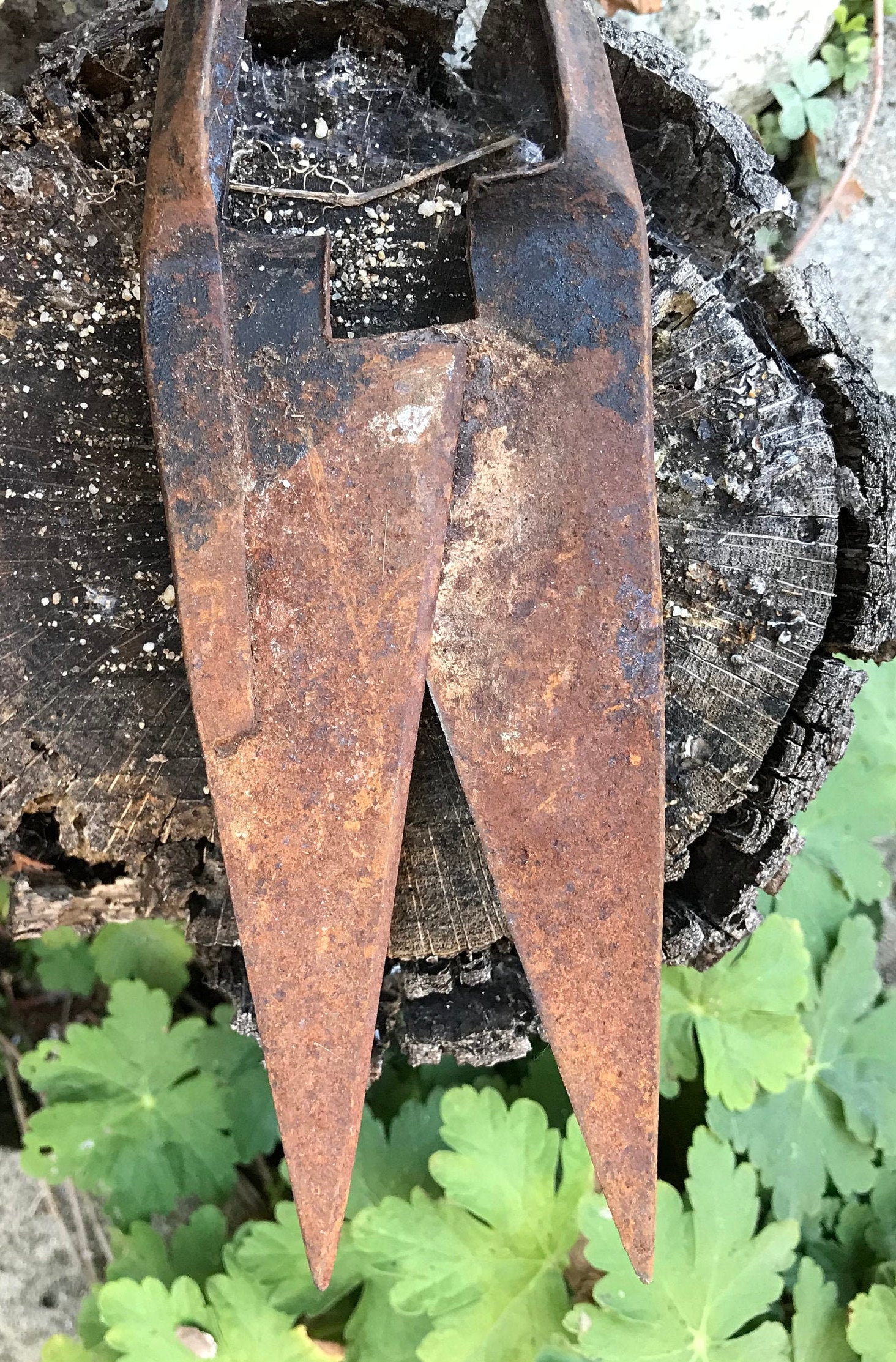 Vintage antike Schafe Schere - rostige Metall Schafscheren - große Rost ...