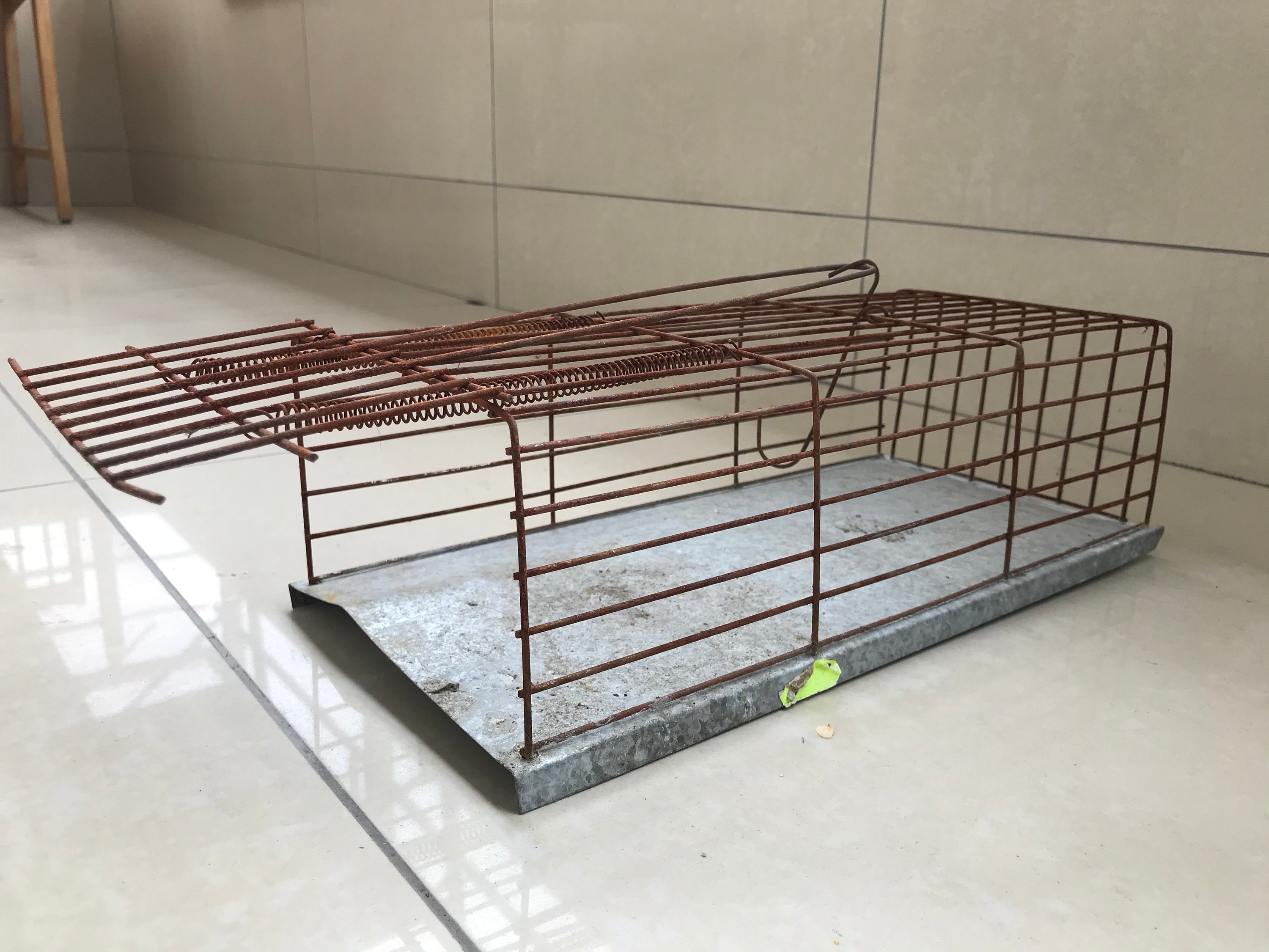 Making A Muskrat Colony Trap