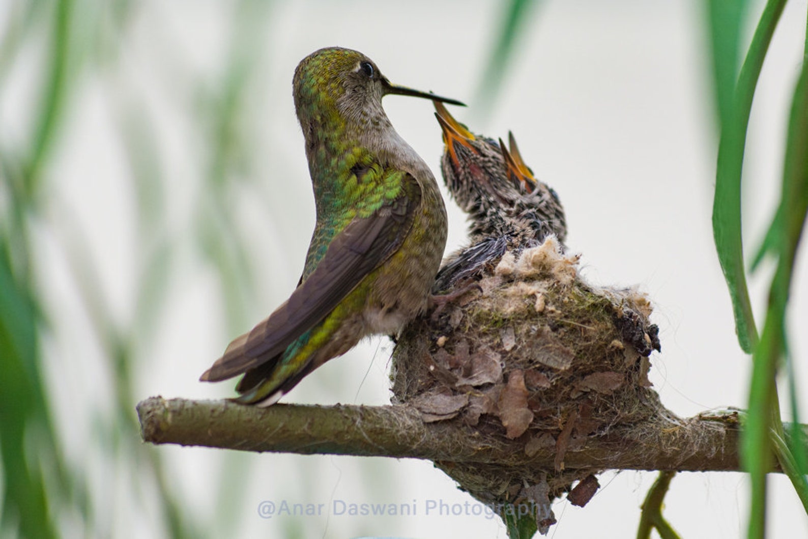 Birds Mother Hummingbird with Baby Birds and Nest Part 3 of | Etsy