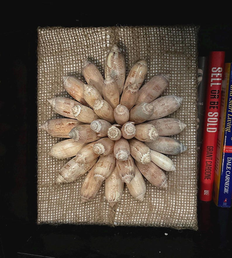 Canvas Seashell Art - Olive Shell Cluster - Etsy