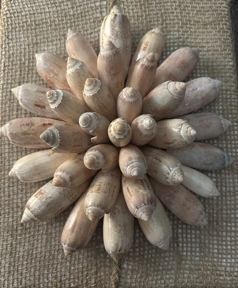 Canvas Seashell Art - Olive Shell Cluster - Etsy