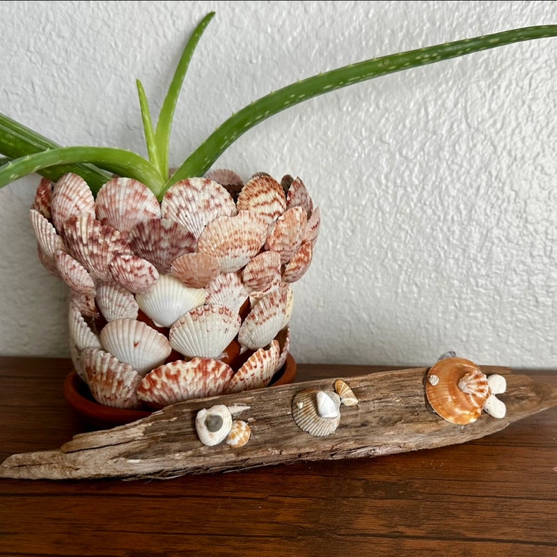 Seashell Art - Etsy