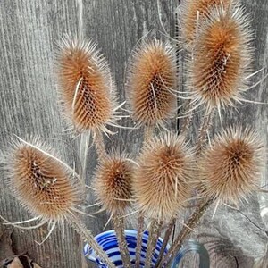 Dried Brown Teasel Bunch Set of 10 Stems - Etsy