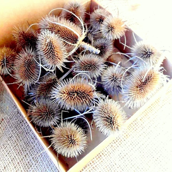 Teasel - Etsy