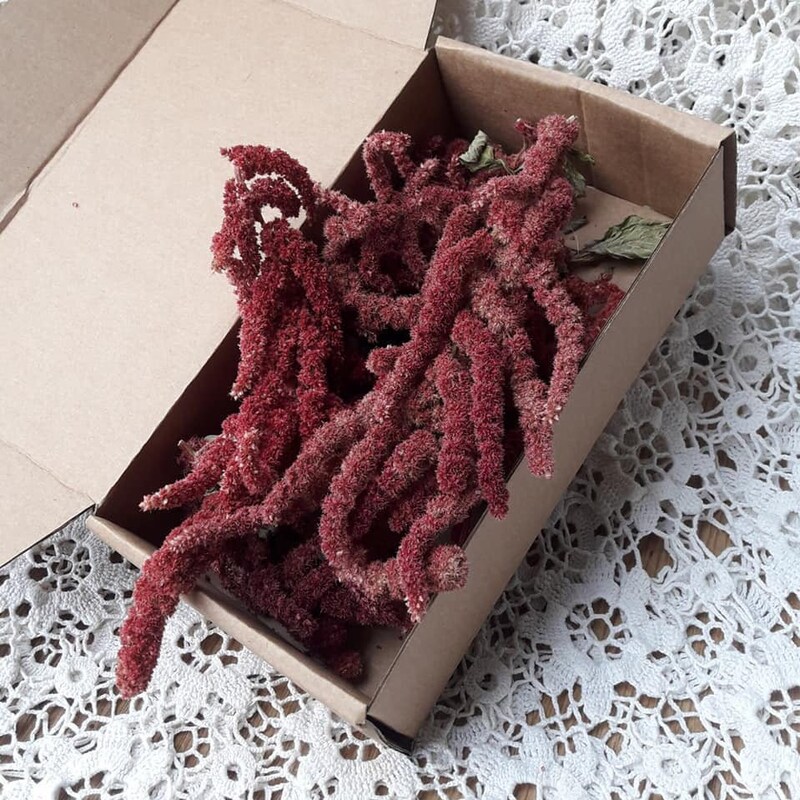 Dried Amaranthus - Etsy