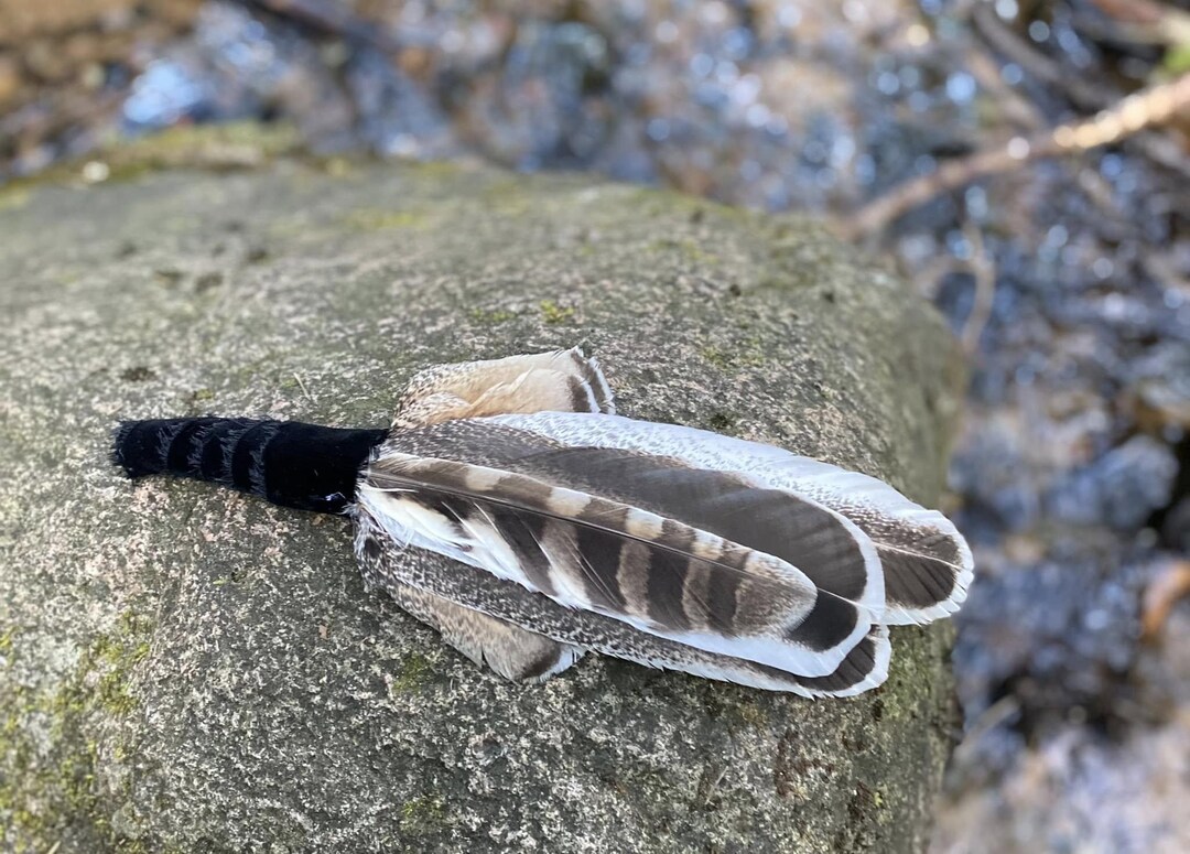 Hawk Smudge Feather Prayer Ceremonial Spiritual Feather - Etsy
