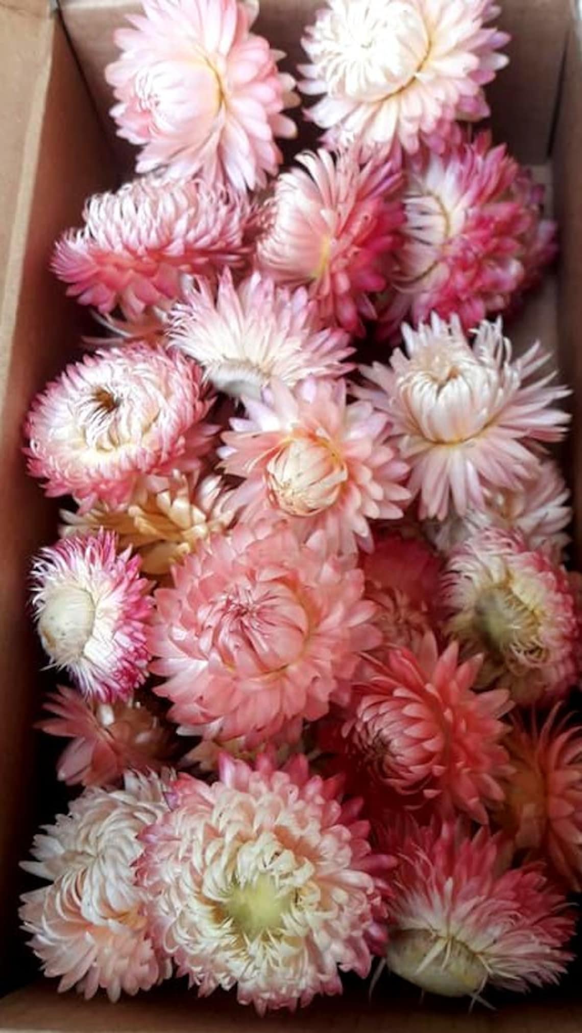 30 Organic Dried Light Pink Strawflowers, Wedding Confetti Decor - Etsy