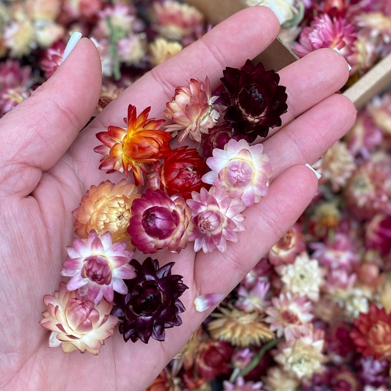 Dried Flowers - Etsy