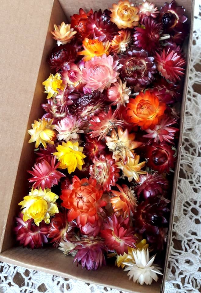 100 Organic Small Dried Flowers Mixed Colors Strawflowers - Etsy