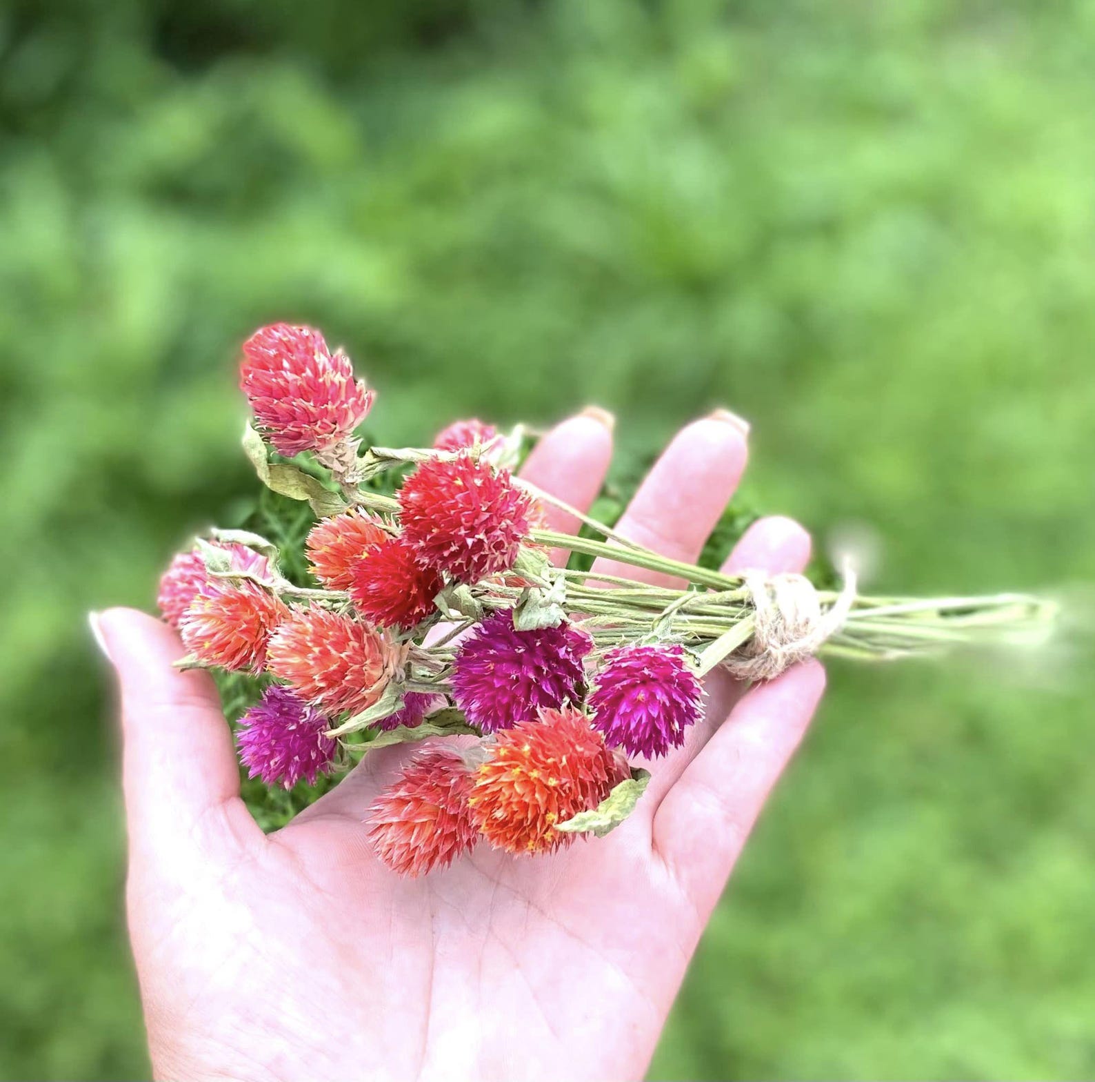Dried Globe Amaranth Bunch Natural Gomphrena Bouquet - Etsy