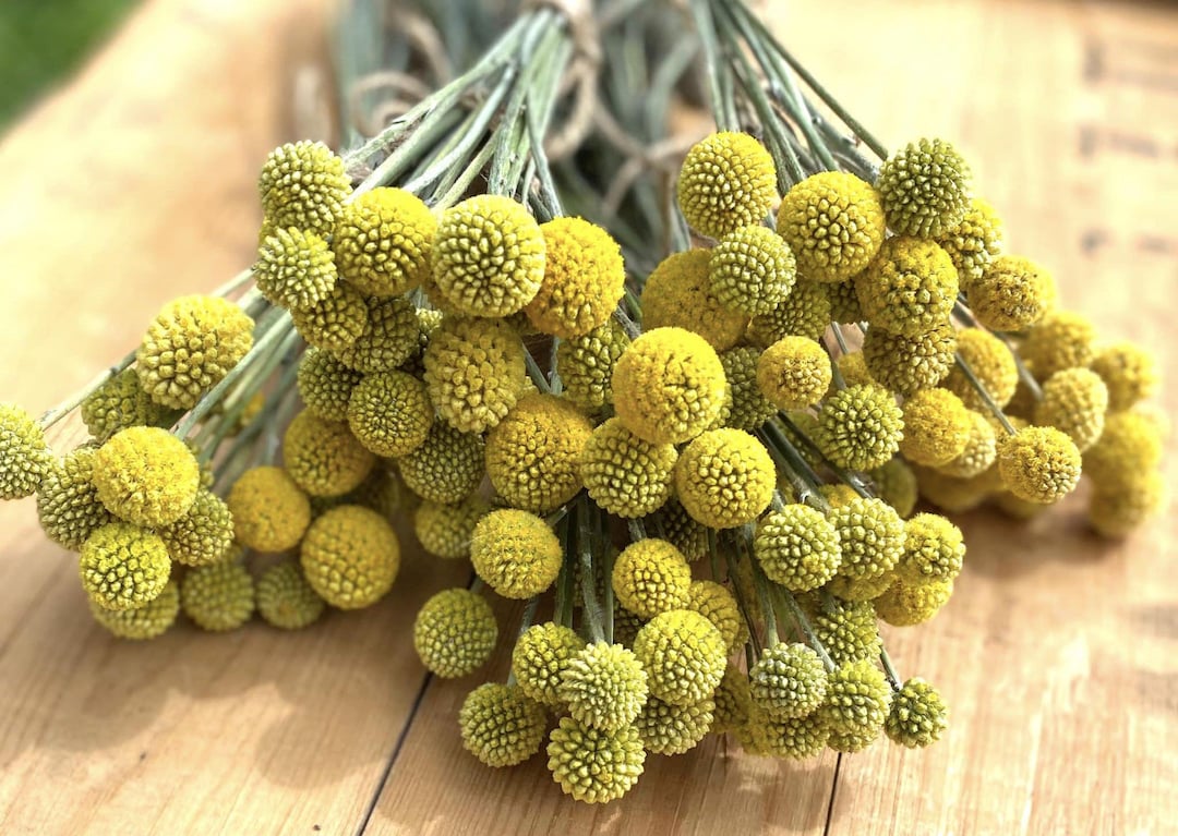 10 Stems Natural Dried Craspedia Bundle Small Yellow Flowers Billy ...