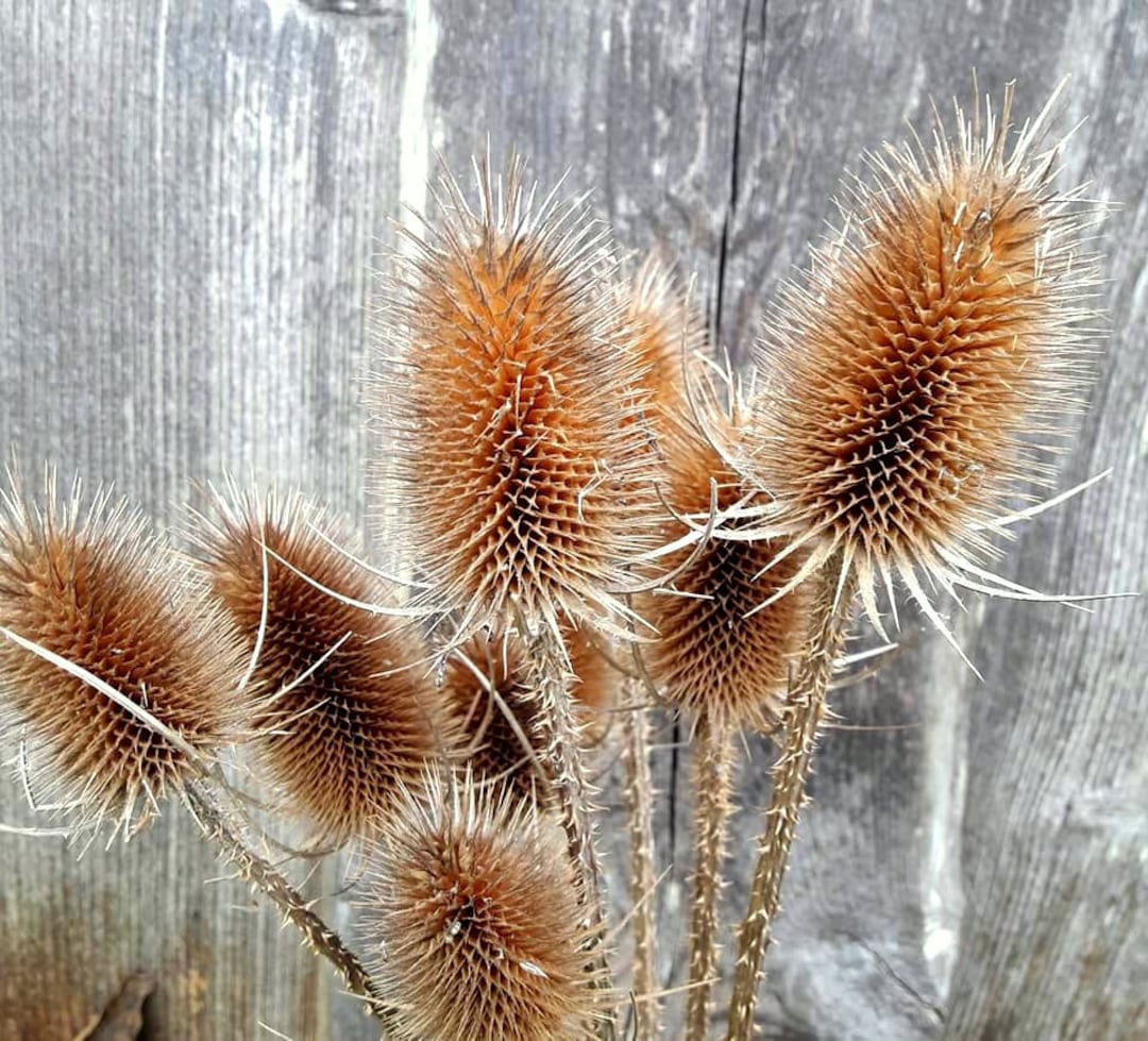 Dried Brown Teasel Bunch Set of 10 Stems - Etsy