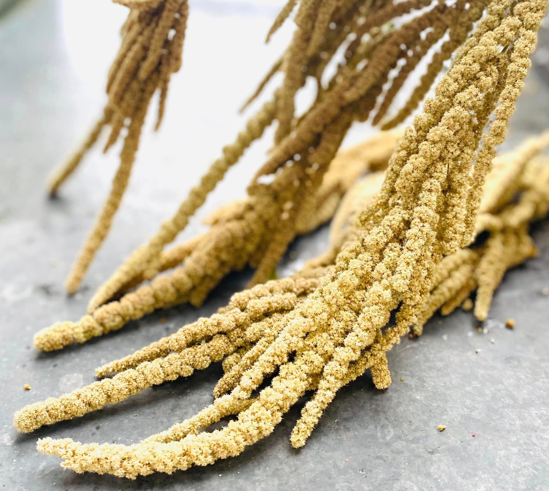 Dried Amaranthus Naturally Dried Flowers Dried Amaranth Florist ...